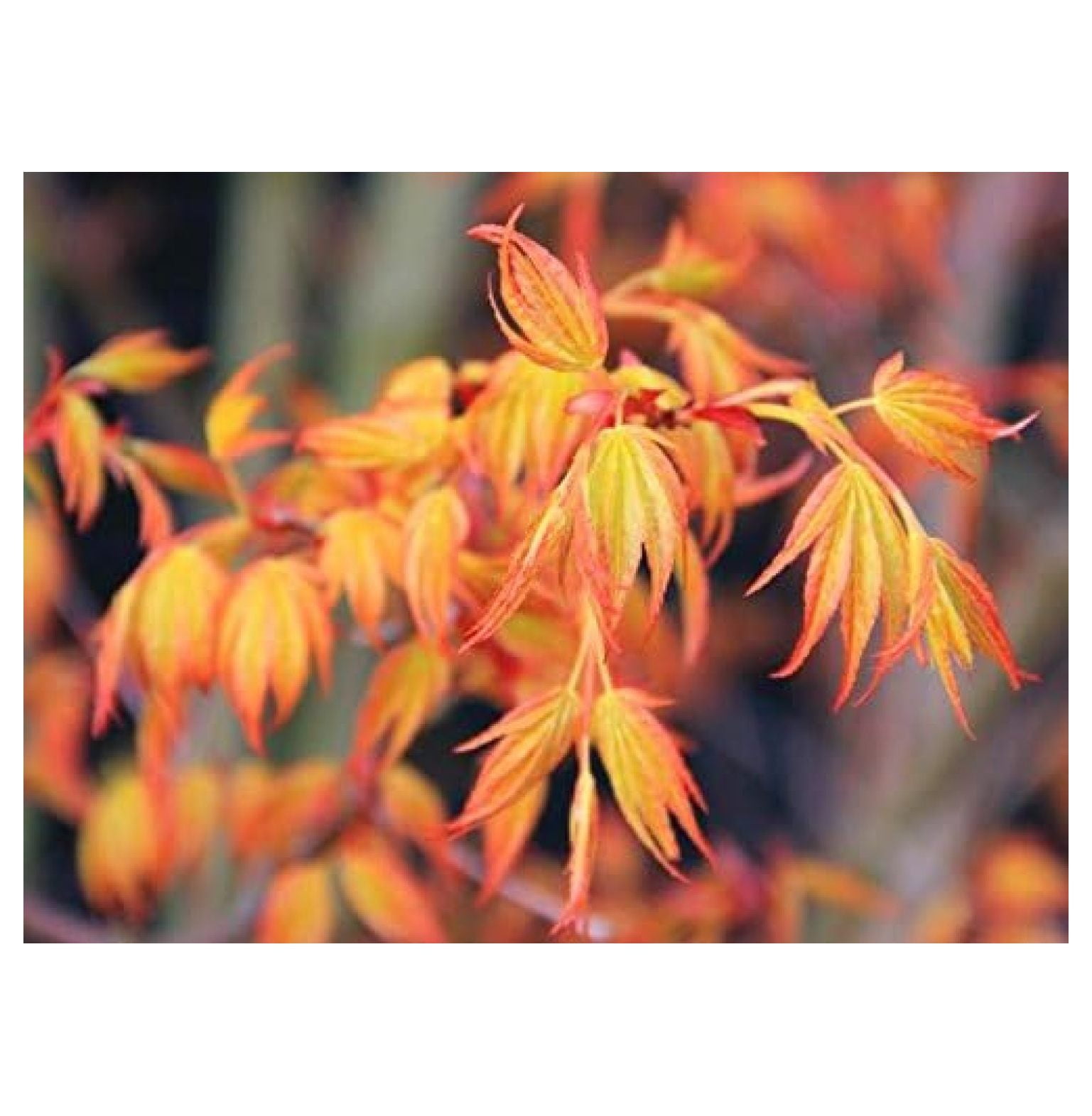 Aureum Japanese Maple - Bright red edges and orange centers in Spring 2 ...