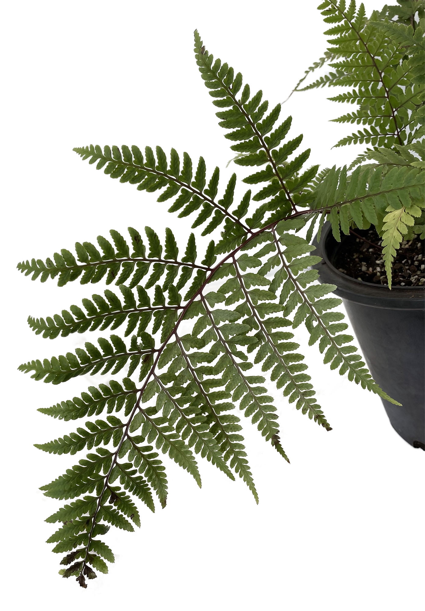 Auriculate Lady Fern - Athyrium otophorum - Gallon Pot - Walmart.com