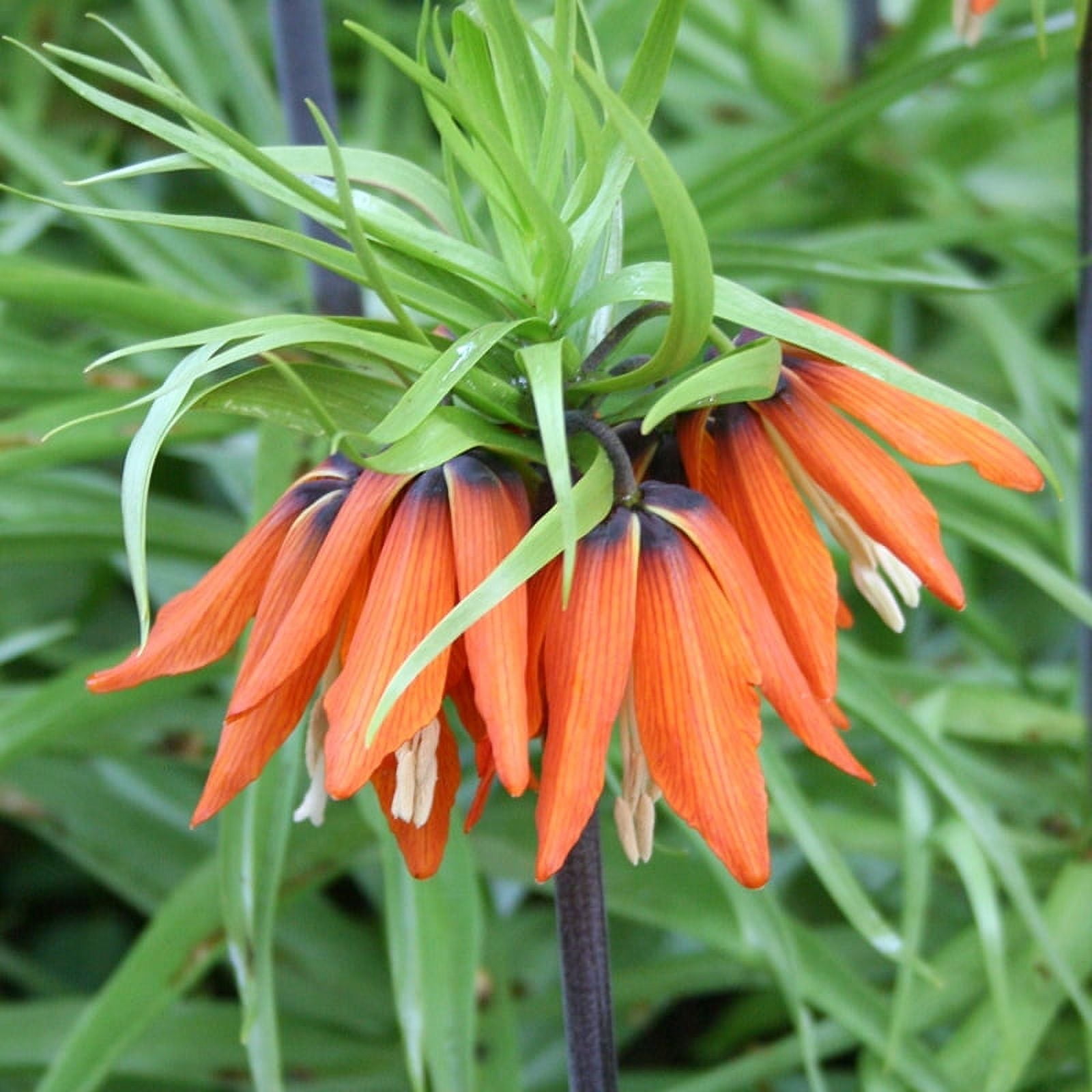 Aurora Orange Fritillaria Flower Bulb - Deer Resistant - Naturalizing ...