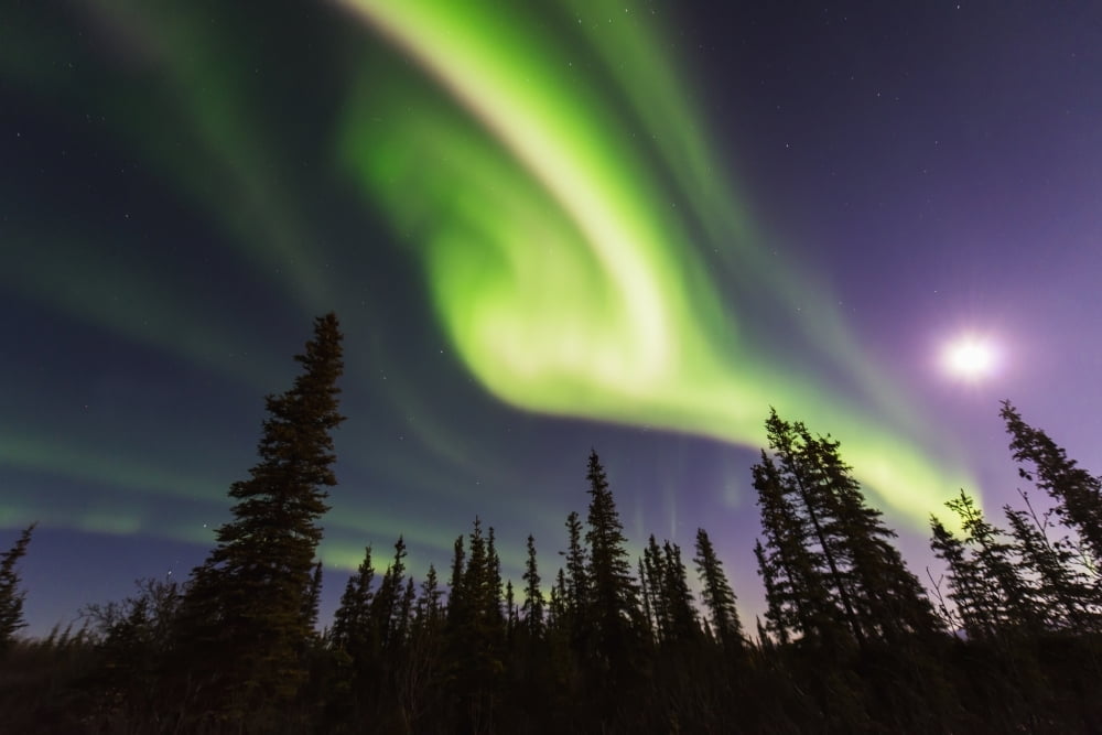 Aurora borealis over spruce trees with a full moon in the Northwest ...