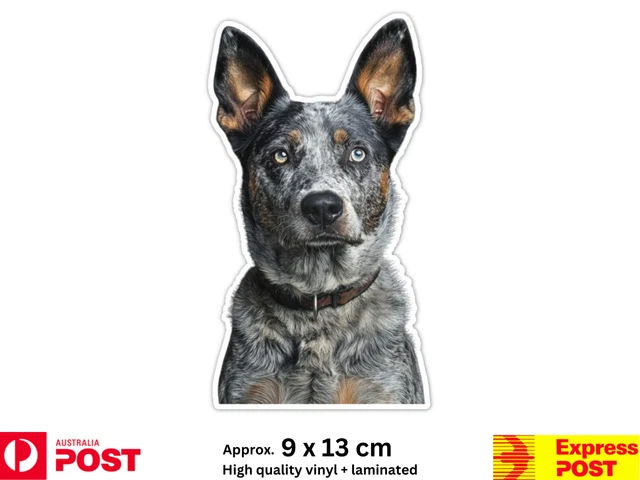 Aus Cattle Dog Blue Heeler Unique Eyes Gift Truck Sticker Phone Decal ...
