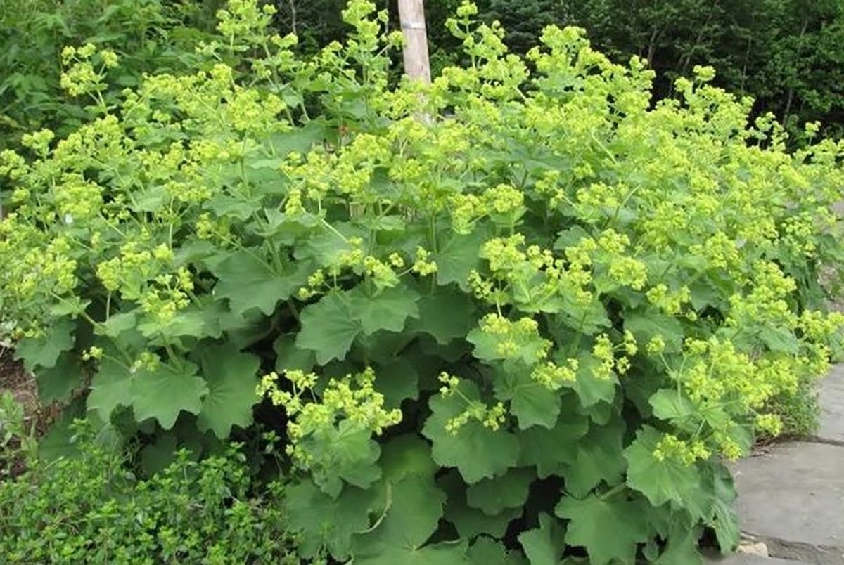 Auslese Lady's Mantle Perennial - Alchemilla - Live Plant - Quart Pot ...