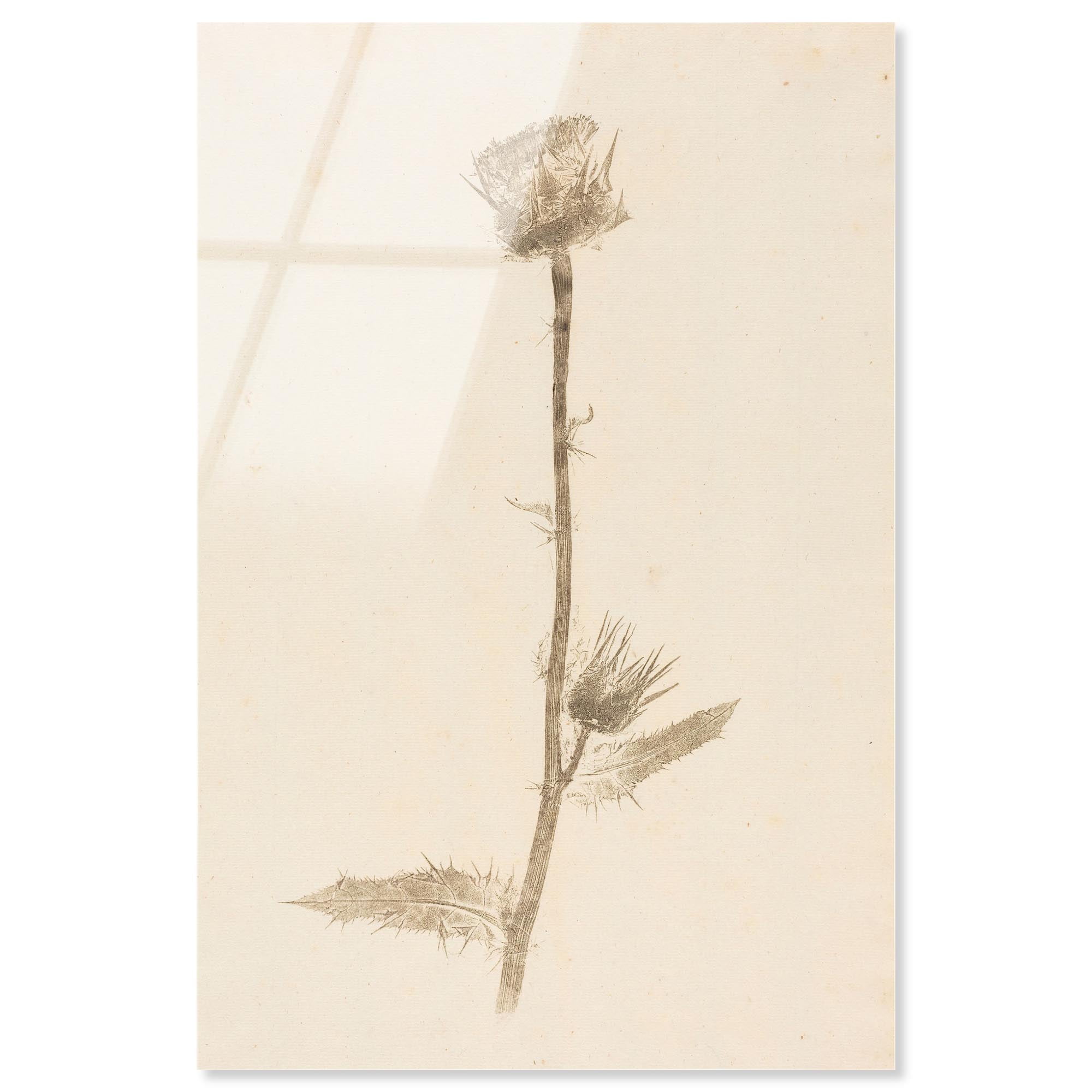Austere Beauty Acrylic Print Botanical Art by Art Remedy, Ready to Hang ...
