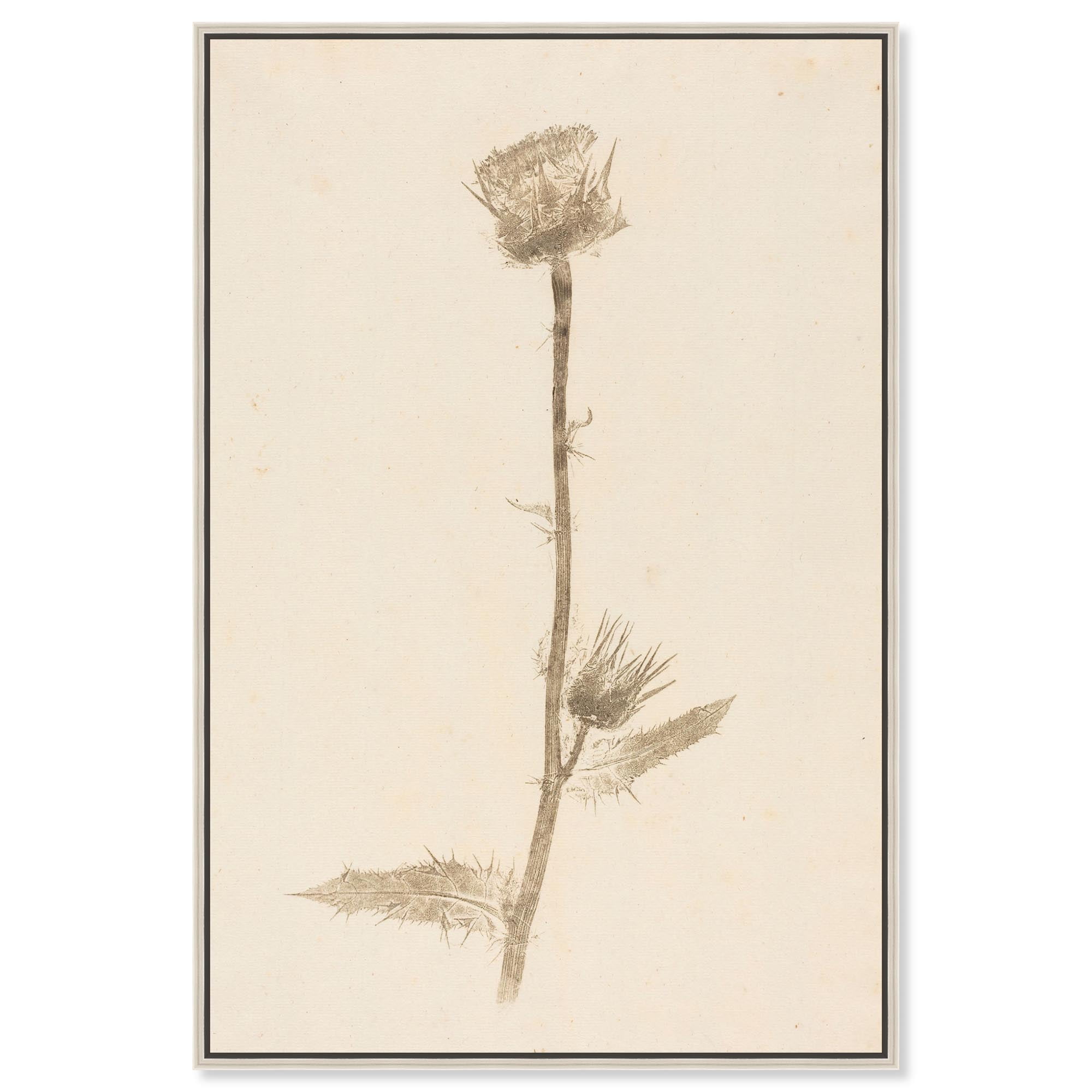 Austere Beauty Canvas Print Botanical Art by Art Remedy, Silver Frame ...