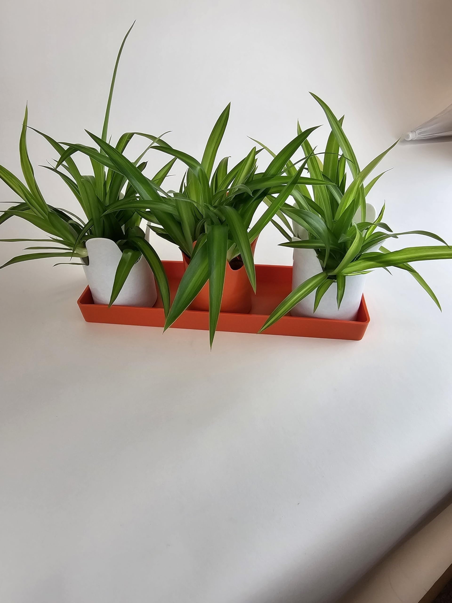 Austin Planter Tulip shaped flower Pots in Rectangular Saucer (3 pack ...