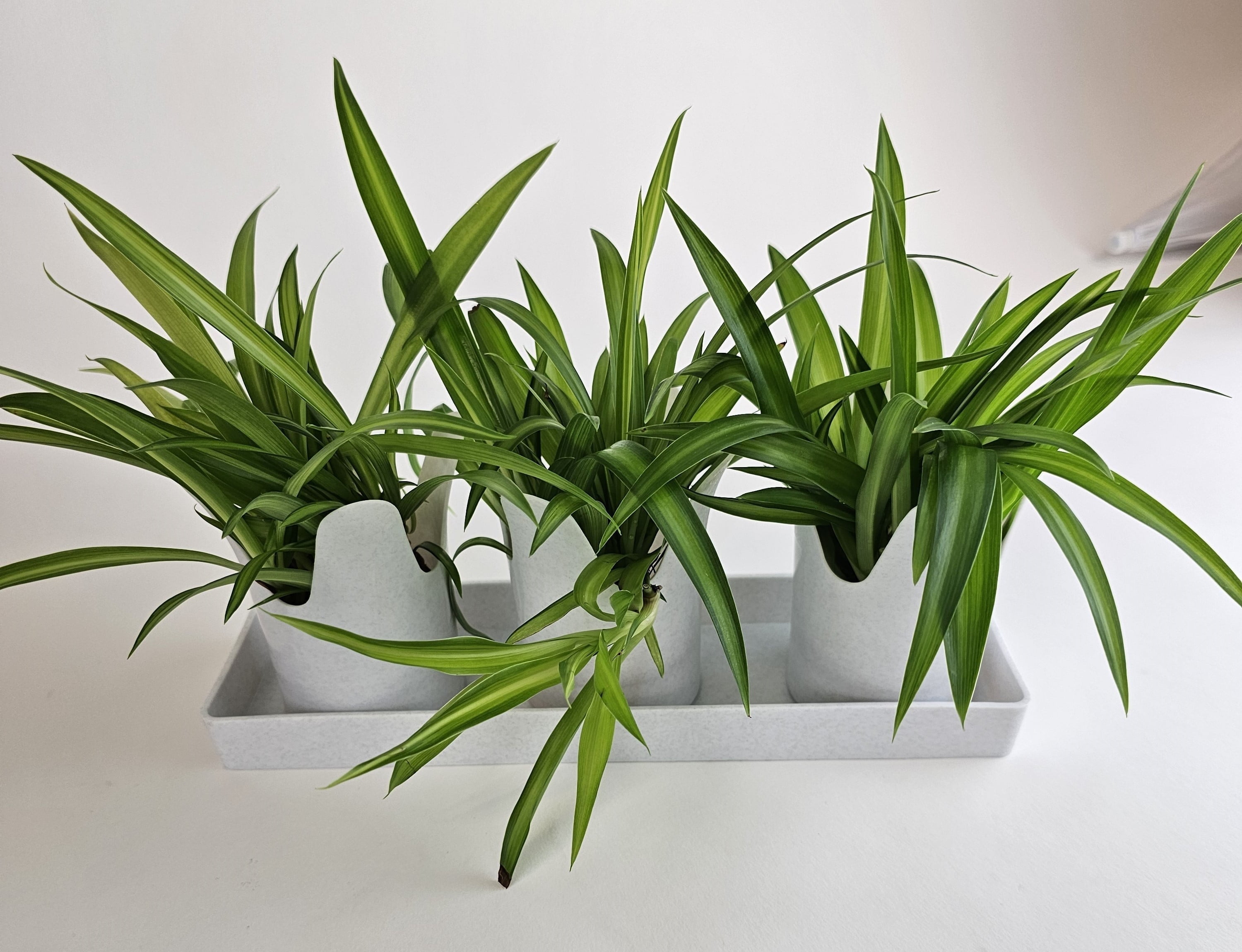 Austin Planter Tulip shaped flower Pots in Rectangular Saucer (3 pack ...