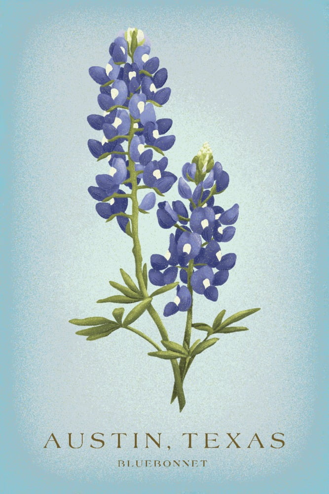 Austin, Texas, Vintage Flora, State Series, Bluebonnet (12x18 Wall Art ...