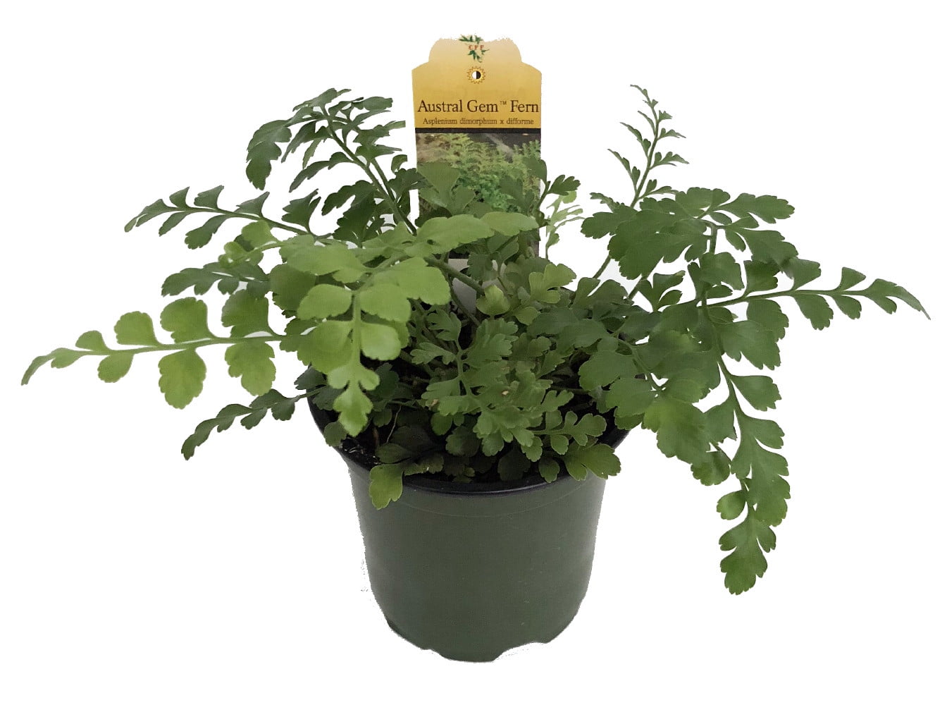 Hirt's Gardens Austral Gem Fern, 4 Inch Pot, Dark Green Asplenium ...