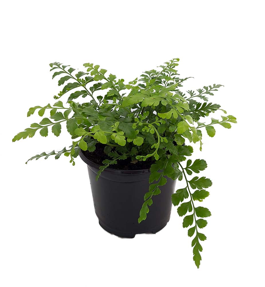 Austral Gem Fern - 6" Pot - Asplenium dimorphum - Walmart.com