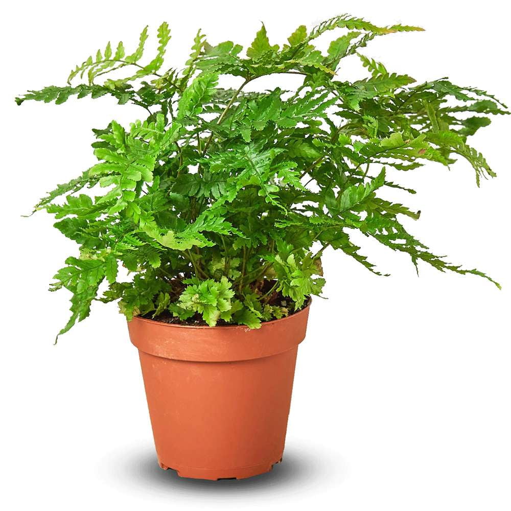 Austral Gem Fern Live Plant for Indoor | Different Houseplants in 4 ...