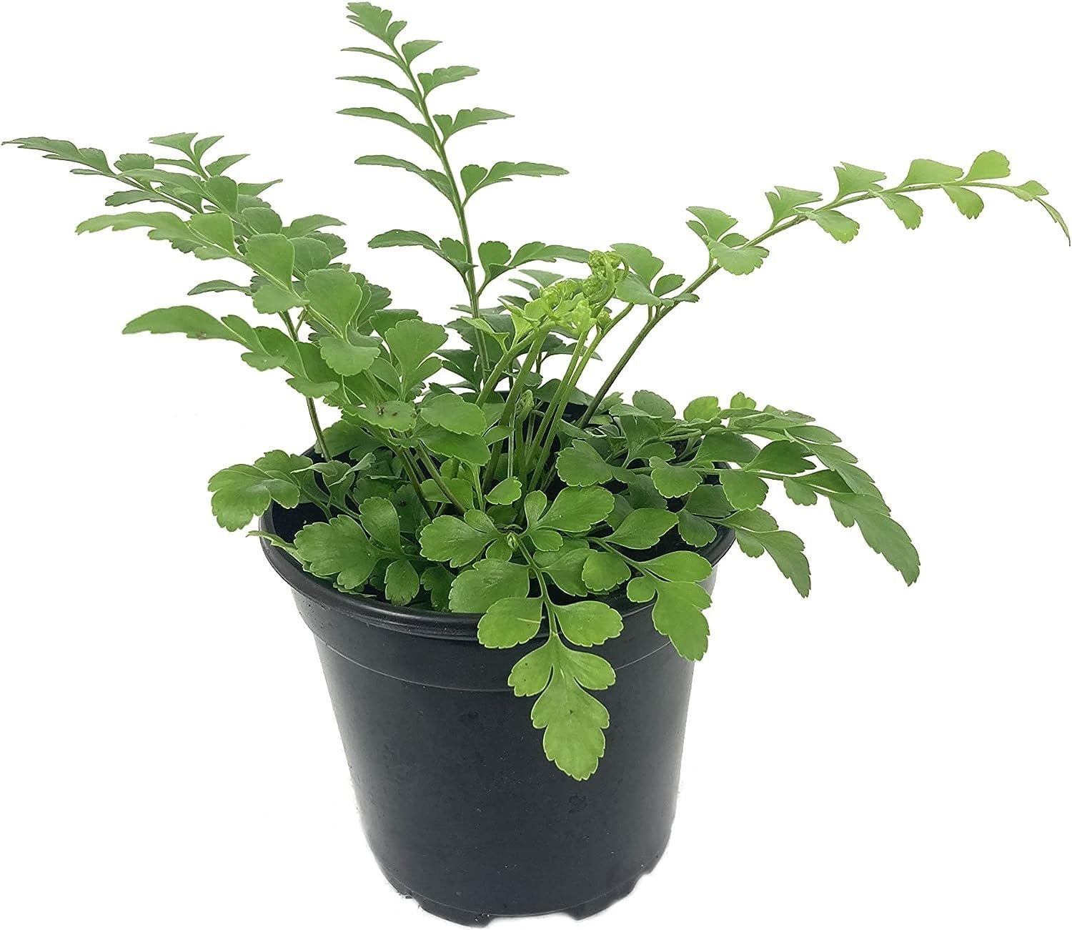 Austral Gem Fern - Live Plant in a 4 Inch Pot - Asplenium Parvati ...