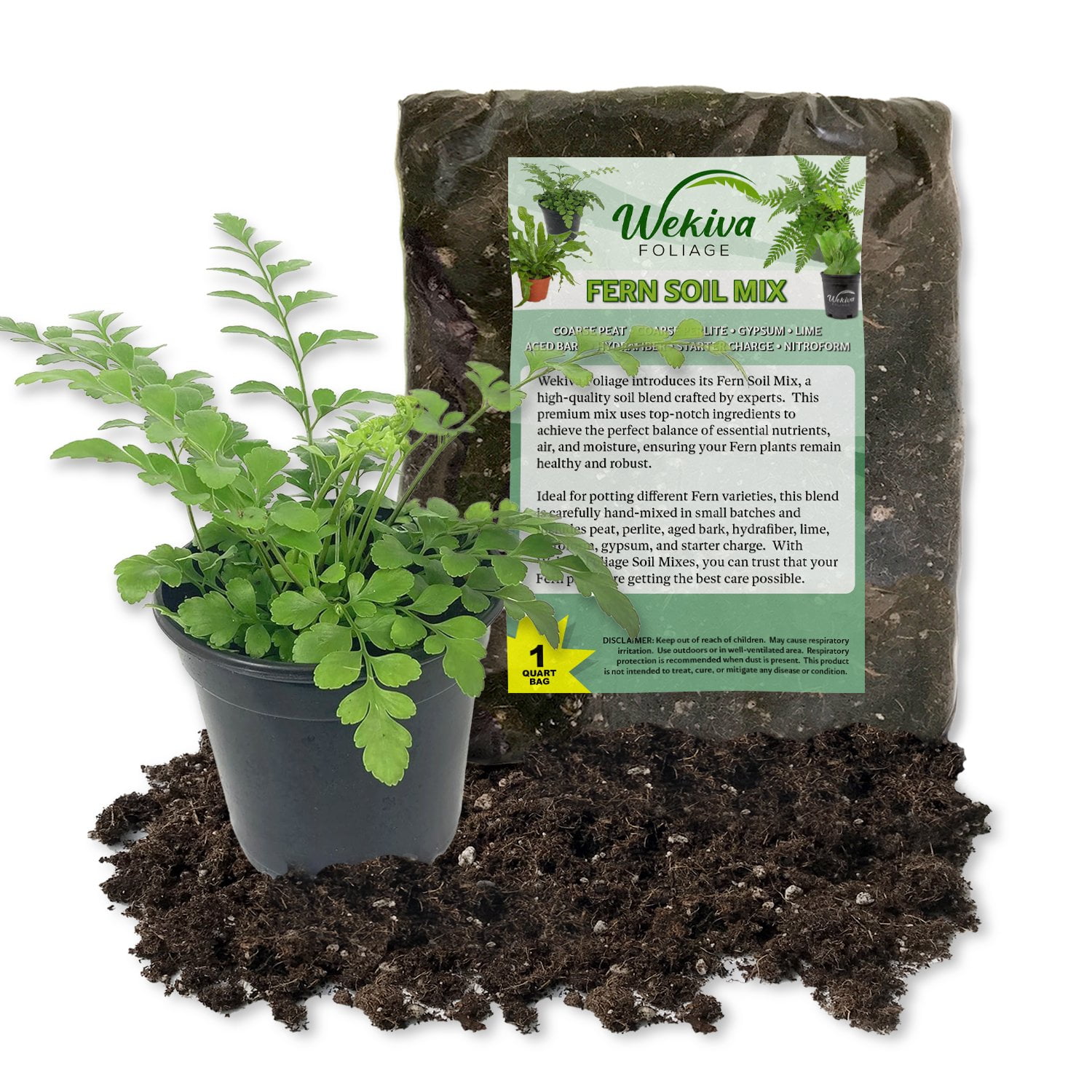 Austral Gem Fern and Soil Mix Combo - Live Plant in a 4 Inch Pot with 1 ...