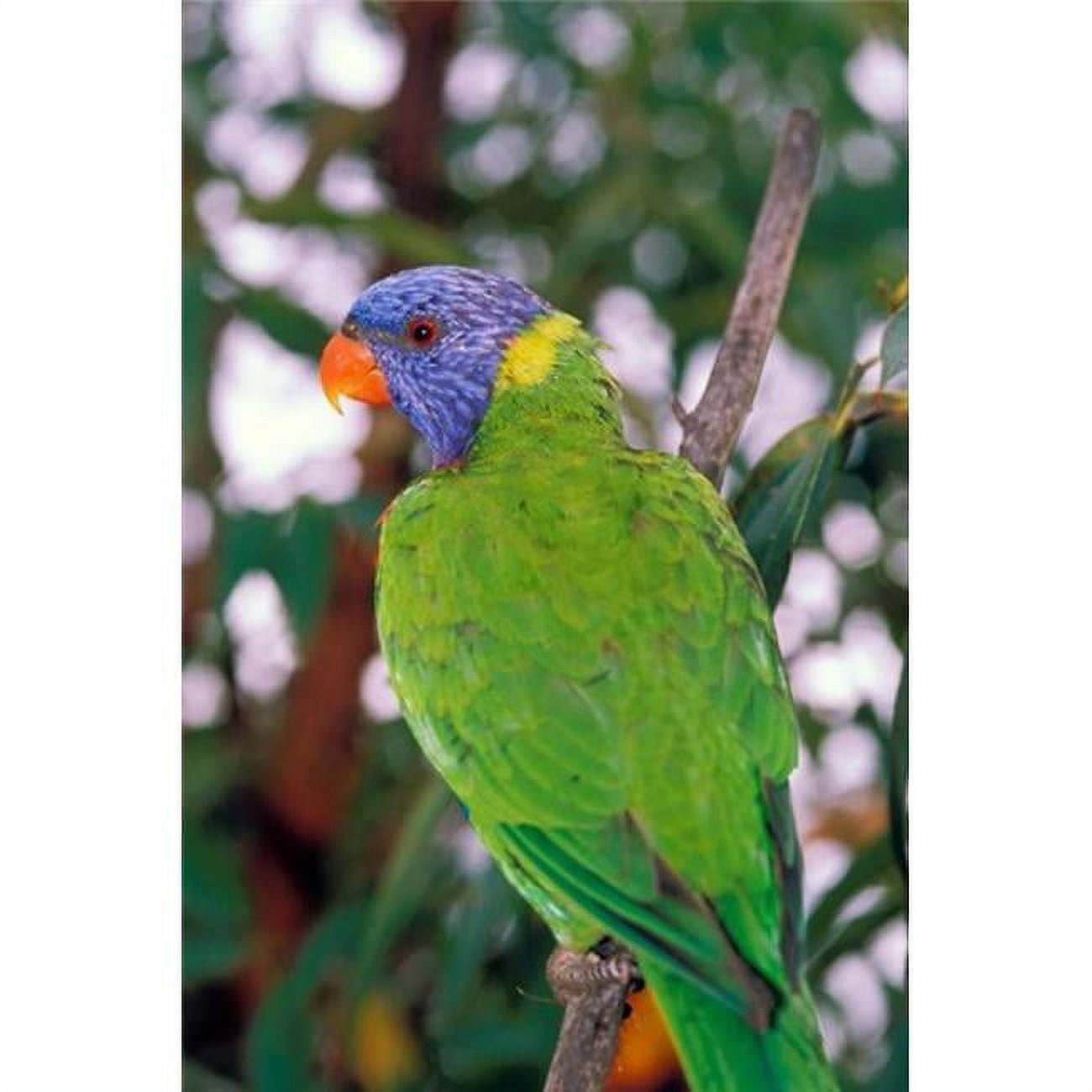 Australia East Coast Rainbow Lorikeets Bird Back View Poster Print by ...