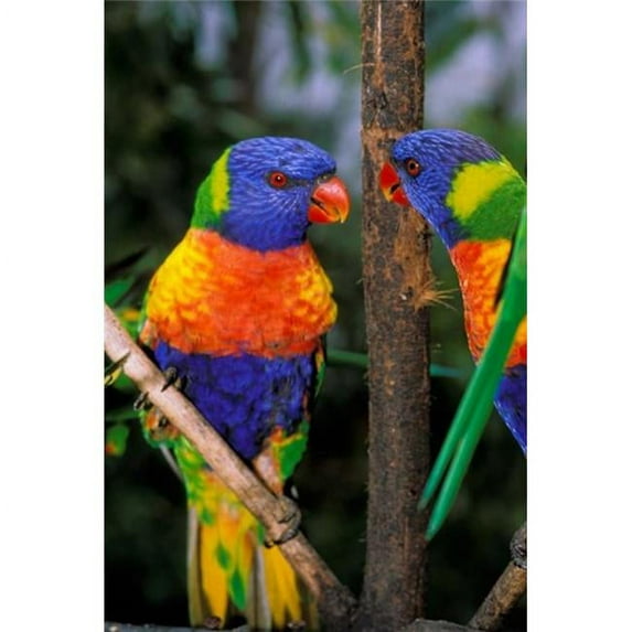 Australia Pair of Rainbow Lorikeets bird Poster Print by Peter Skinner ...