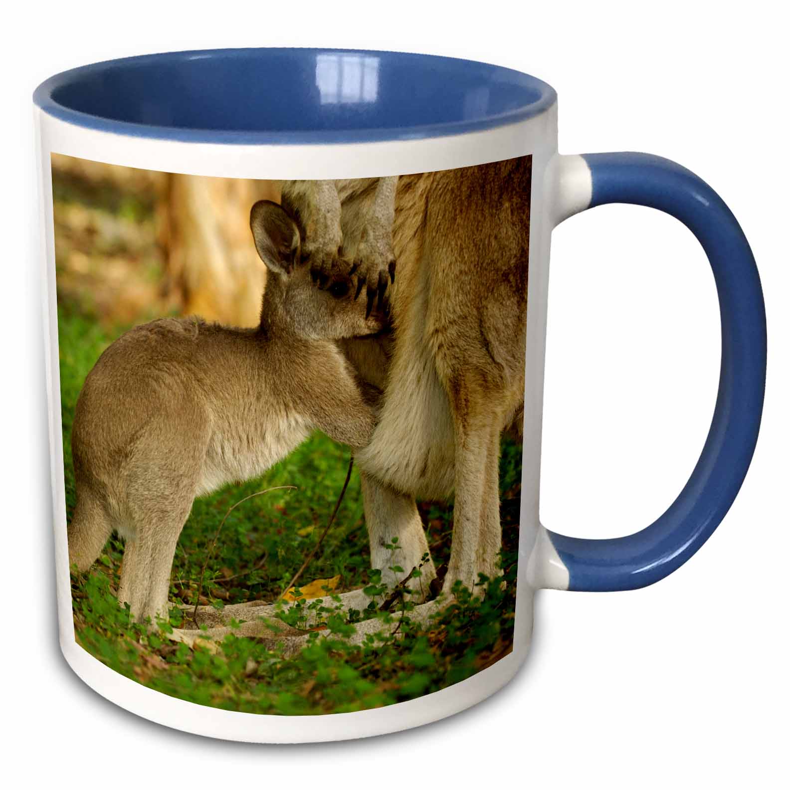 3drose, Australia, Queensland, Eastern Grey Kangaroo and Joey-au01 ...