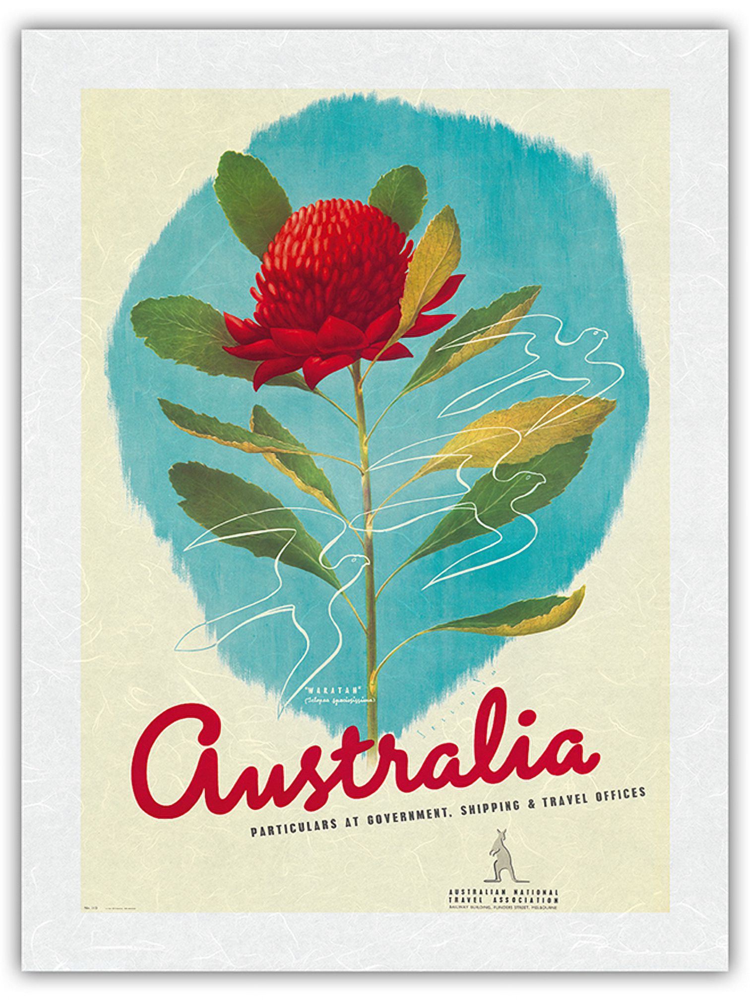 Australia - Red Waratah (Telopea) Flower - New South Wales (NSW) State ...