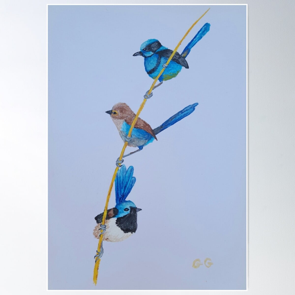 Australian Blue Wrens - Birds Poster Wall Art, Modern Wall Decor For ...