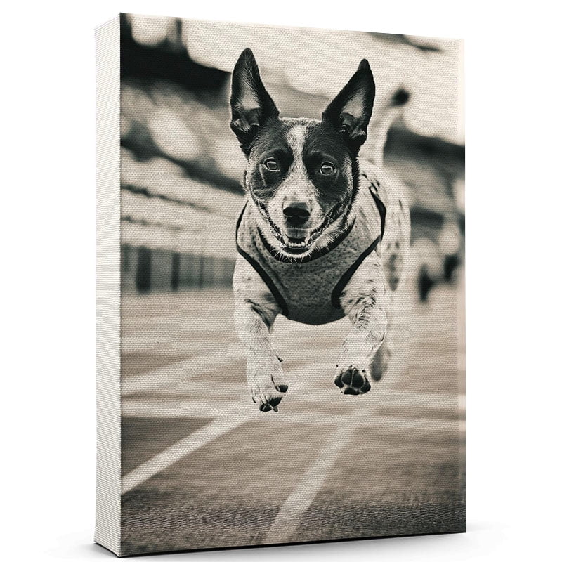 Australian Cattle Dog Stretched Canvas Size 8x12 Running Canvas – Funny ...