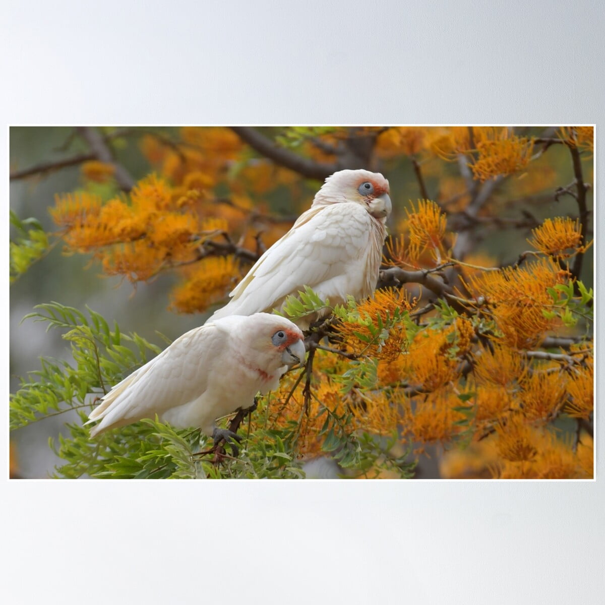 Australian Corella Dines On The Flowers Of The Silky Oak Poster Wall ...