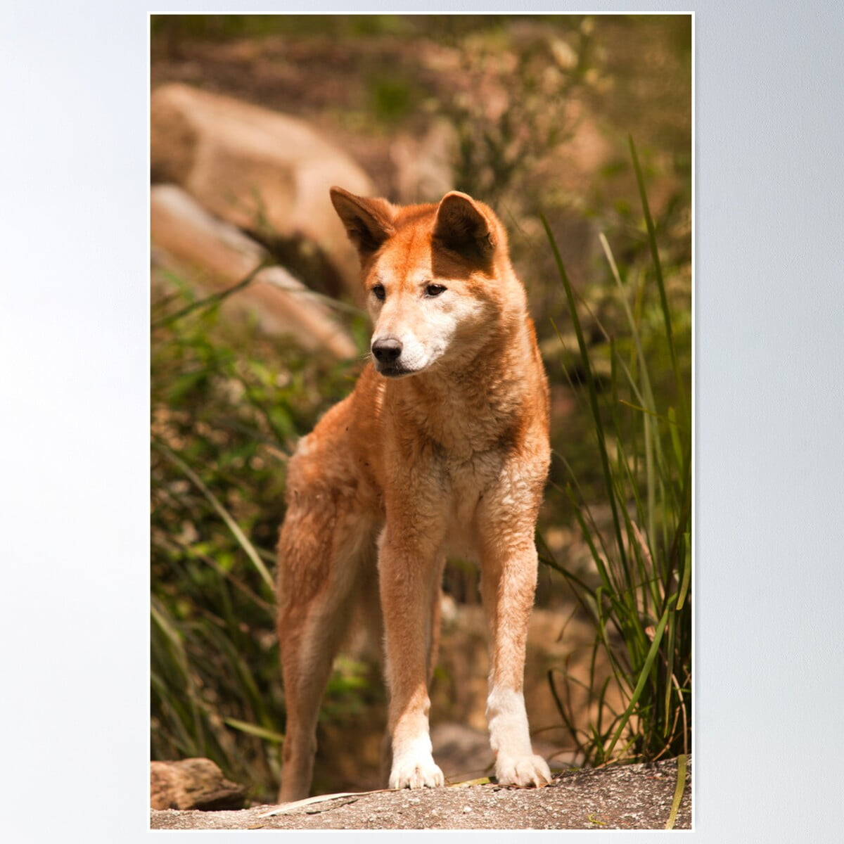 Australian Dingo Poster Wall Art, Modern Wall Decor For Living Room ...