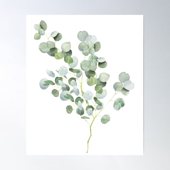 Australian Eucalyptus Twig Watercolor Style Poster Wall Art Modern Wall ...