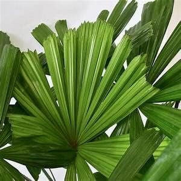 Australian Fan Palm - Live Plant in a 3 Gallon Growers Pot - Licuala ...