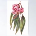Australian Flora ~ Pink Flowering Gum Poster, Poster Home Decor, Poster ...
