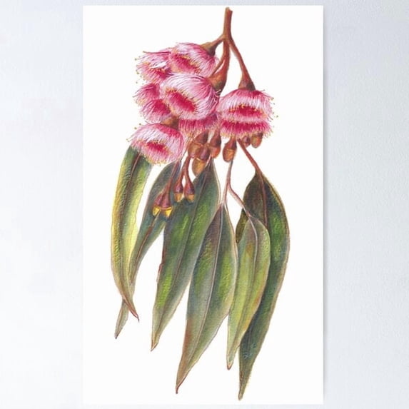 Australian Flora ~ Pink Flowering Gum Poster, Poster Home Decor, Poster ...