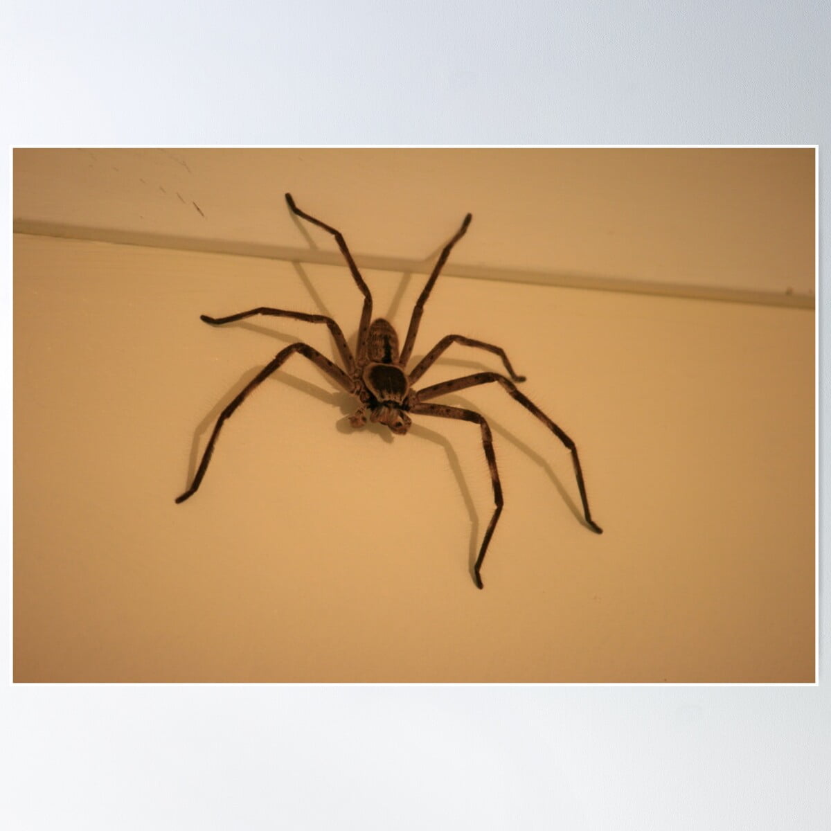 Australian Huntsman Spider Poster Wall Art, Modern Wall Decor For ...