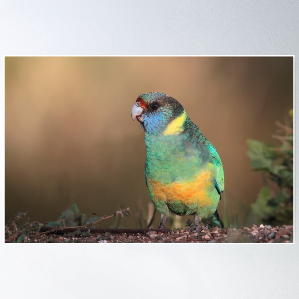 Australian Mallee Ringneck Parrot On Dusk Poster Wall Art, Modern Wall ...