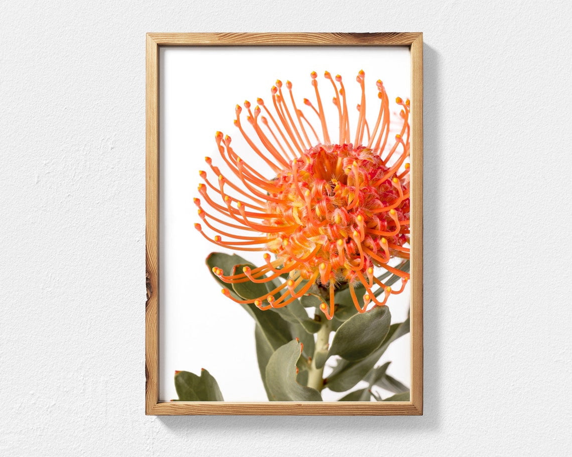 Australian Native Flower Wall Art, Pincushion Protea Wall Art, Orange ...