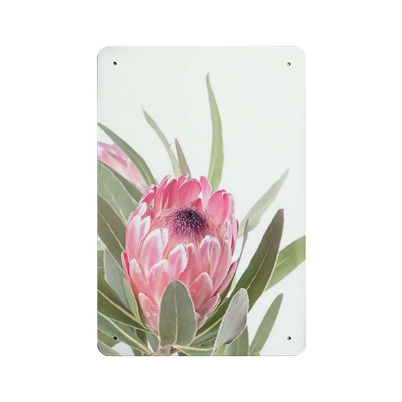 Australian Native tin sign, Flower Wall Art, Pink Flower Decor ...