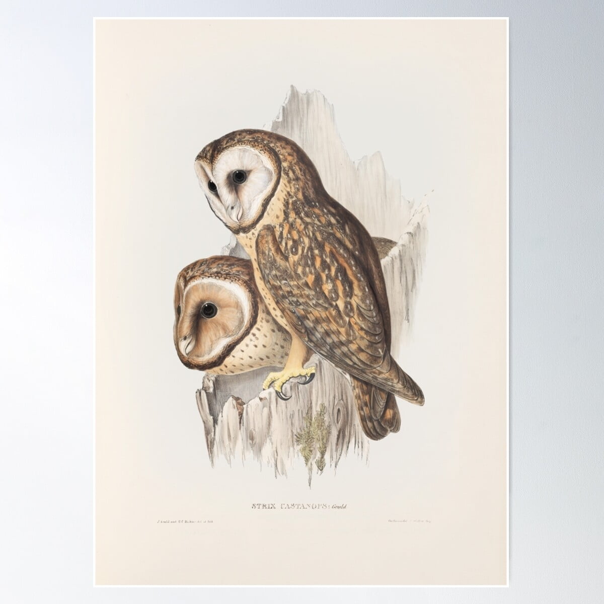 Australian Owl - John Gould Poster Wall Art, Modern Wall Decor For ...