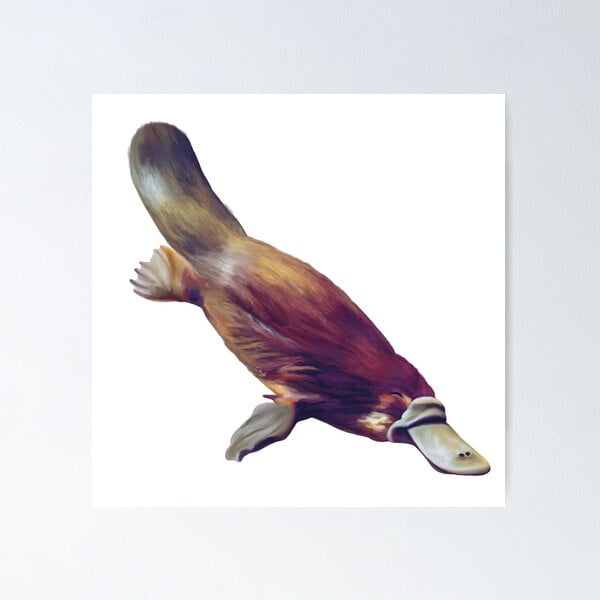 Australian Platypus Swimming. Gorgeous Monotreme Artwork. Original ...