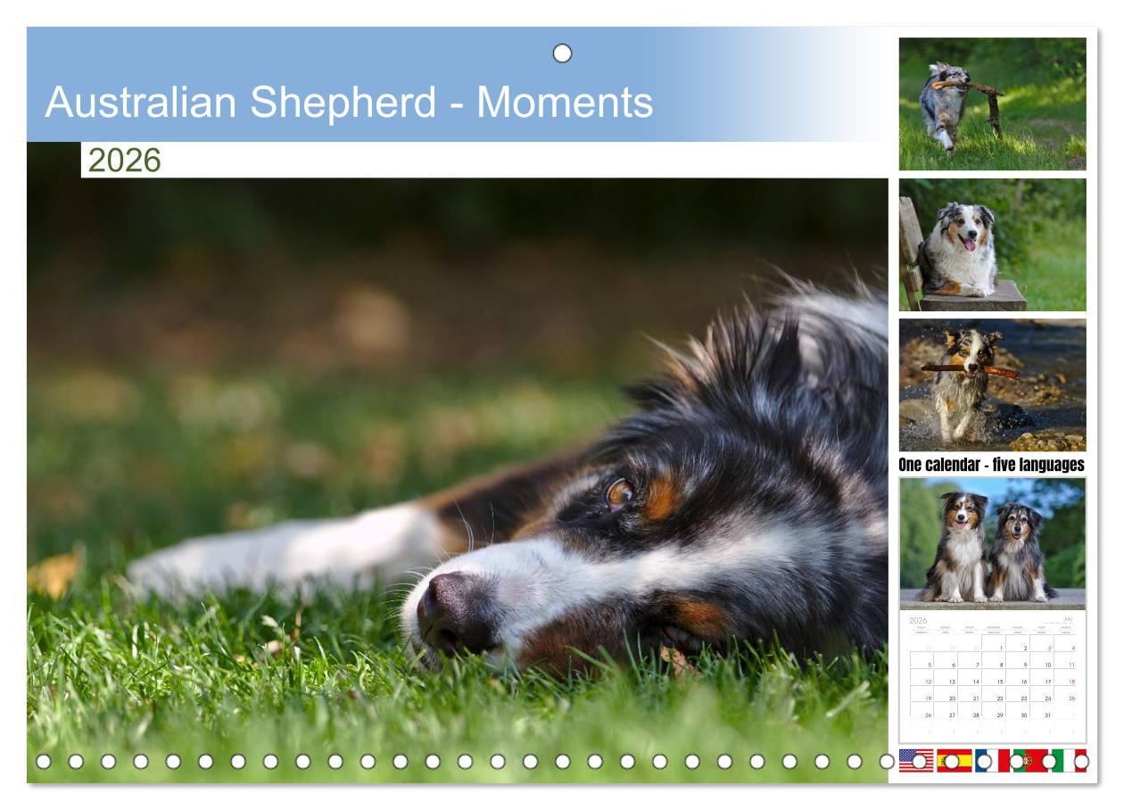 Australian Shepherd - Moments (Monthly Wall Calendar 2026 16.5 x 23.4 ...