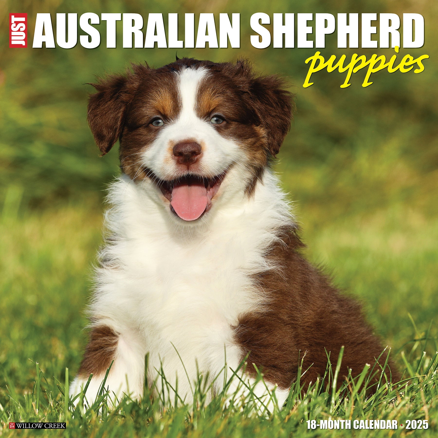 Australian Sheppard Puppies
