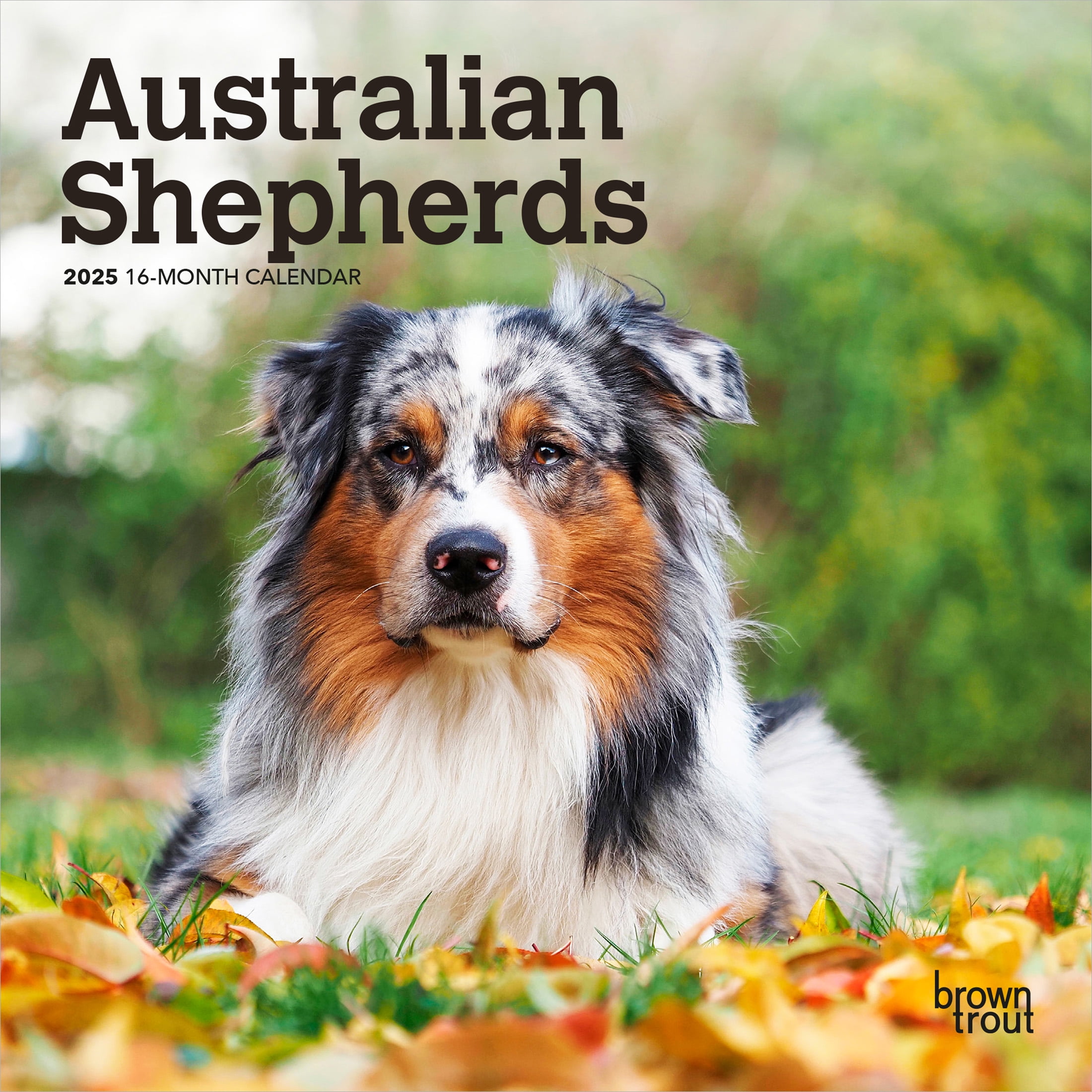 Australian Shepherds | 2025 7x14" (Hanging) Mini Wall Calendar ...