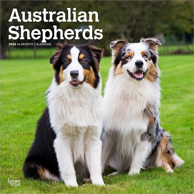 Australian Shepherds 2026 12 X 24 Inch (Hanging) Monthly Square Wall ...