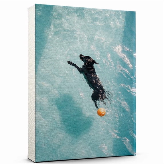 Australian Stumpy Tail Cattle Dog Stretched Canvas Size 8x12 – Swimming ...