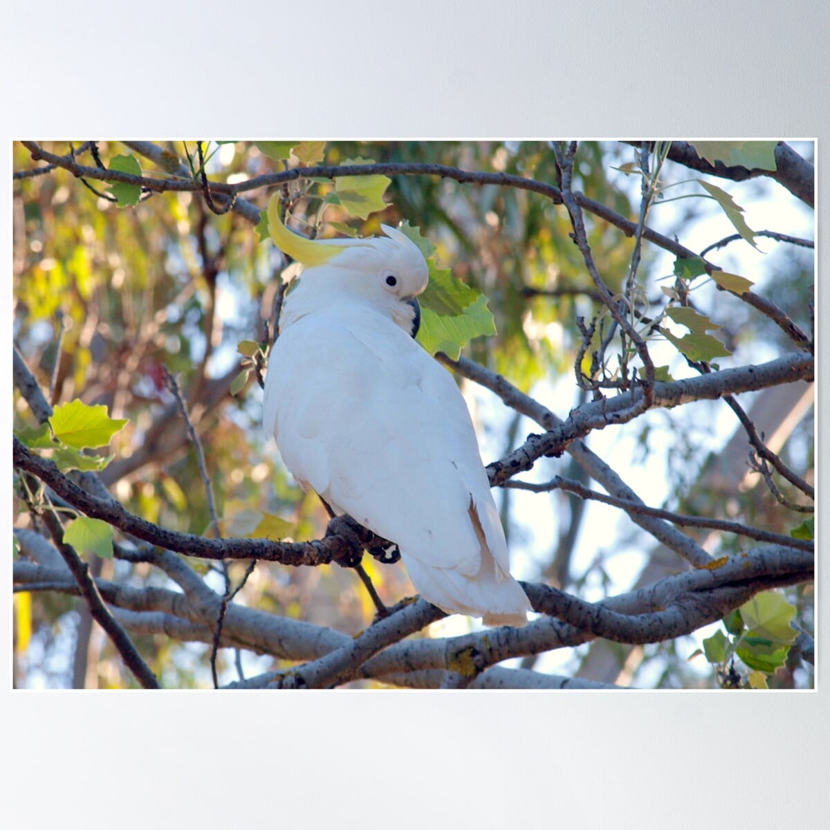Australian Sulphur Crested Cockatoo Poster Wall Art, Modern Wall Decor ...