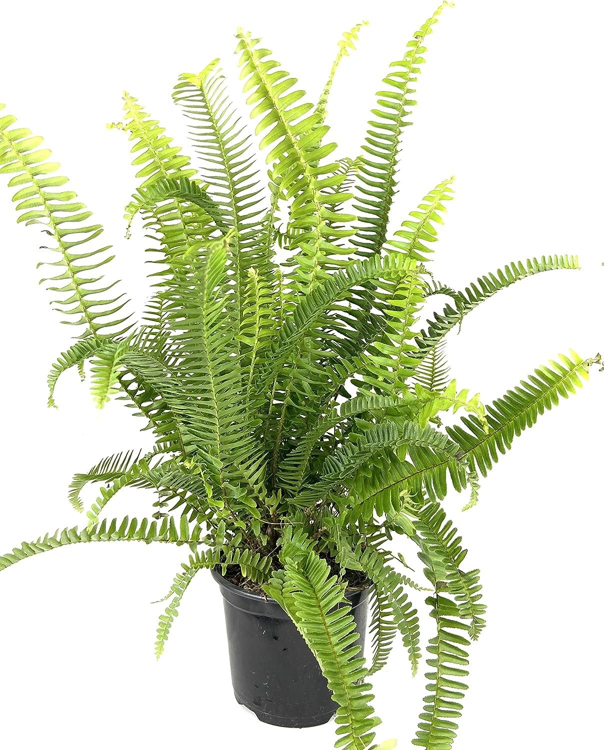 10 in Kimberly Queen Fern Live Plant - Walmart.com
