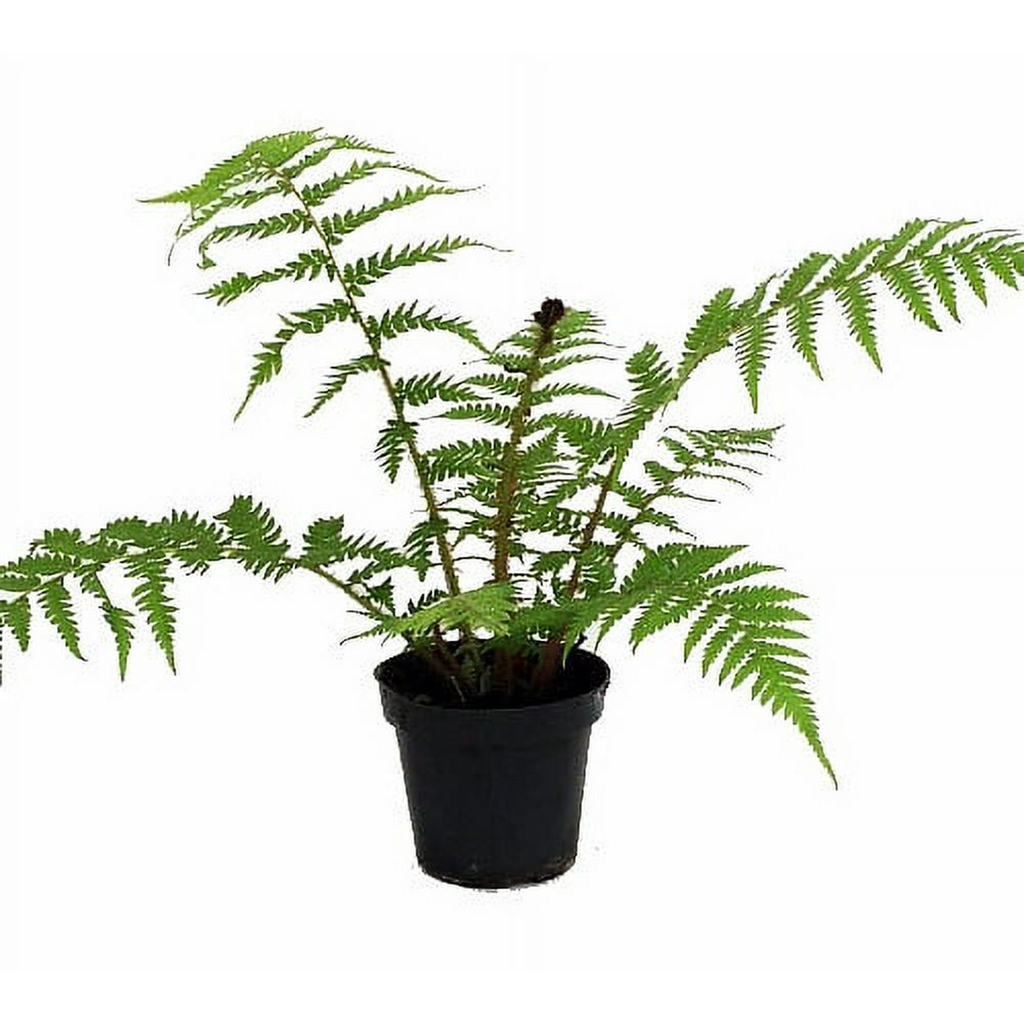 Tree Fern
