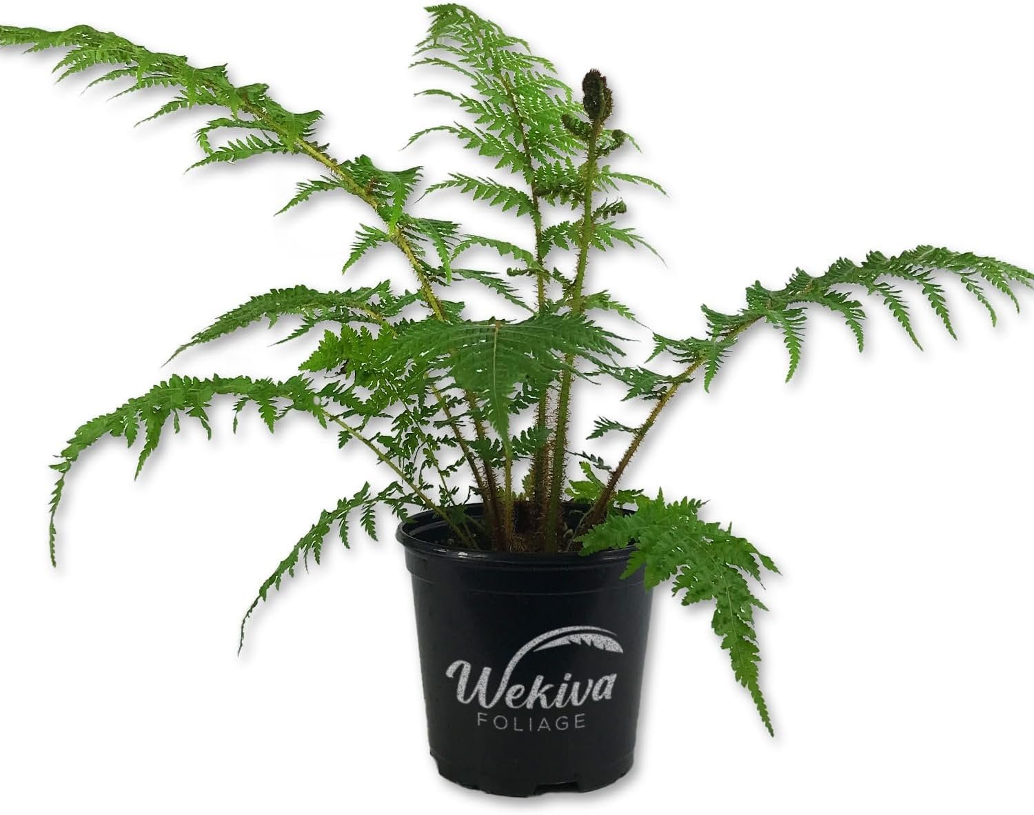 Australian Tree Fern - Live Plant in a 6 Inch Growers Pot ...