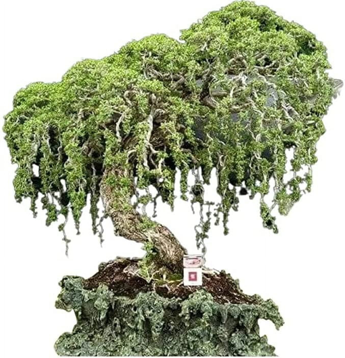 CZ Grain Australian Willow Bonsai Cutting Fast Growing Thick Trunk ...