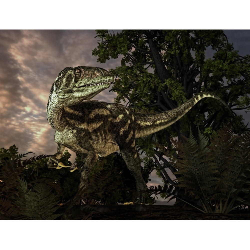 Australovenator was a theropod dinosaur from the Early Cretaceous ...