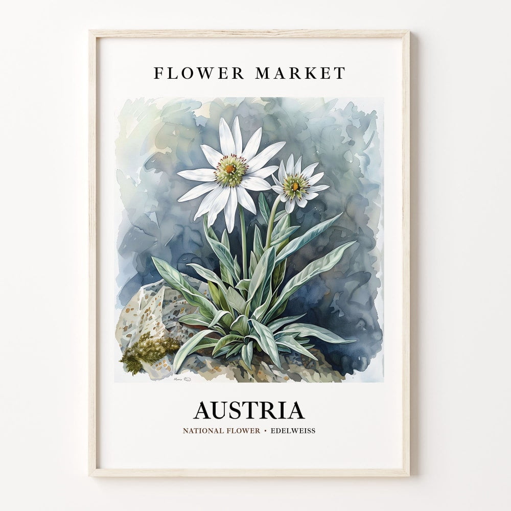 Austria National Flower Art Print Edelweiss 1960'S Wall Art Neutral ...