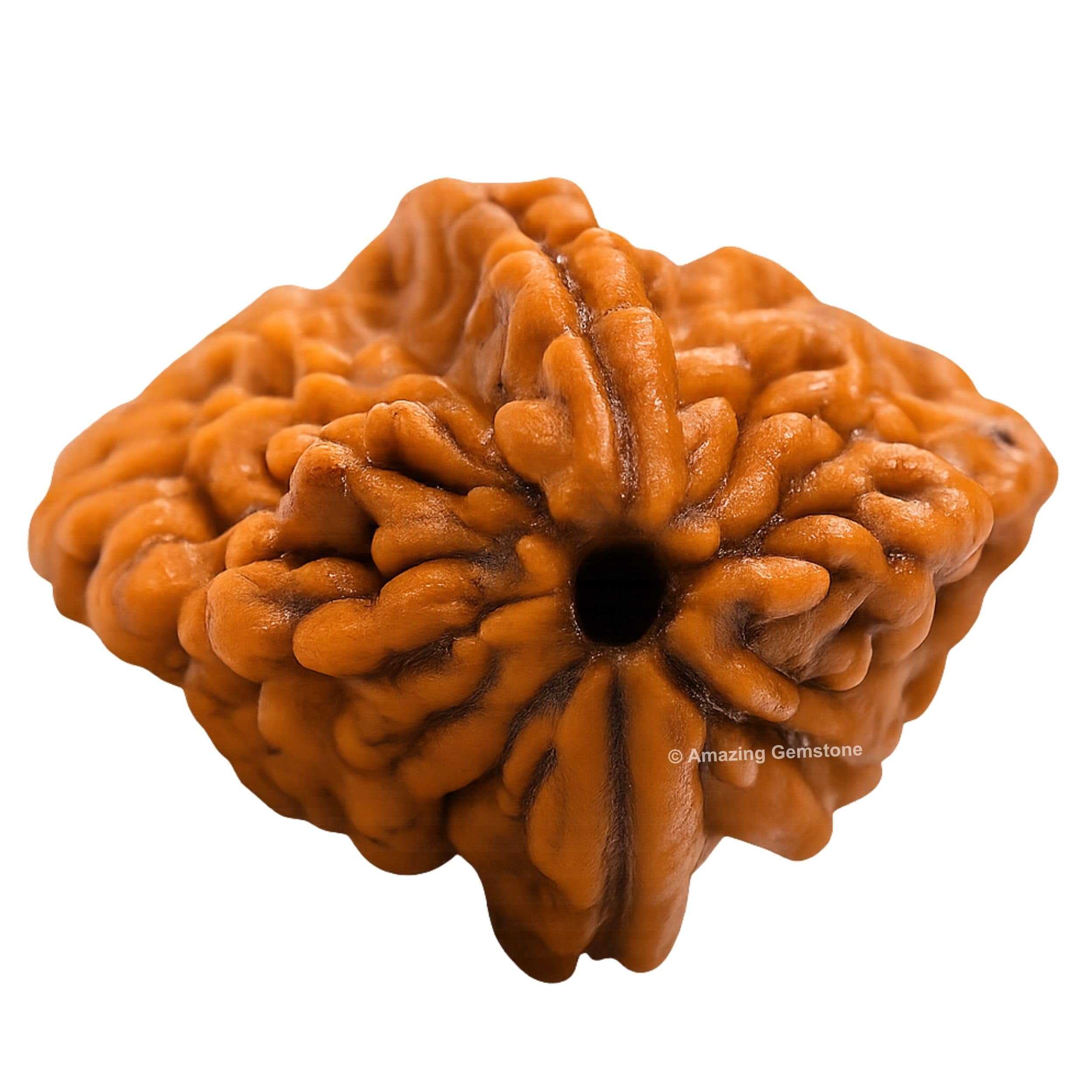 Authentic 2 Mukhi Rudraksha Bead – Natural Nepali Rudraksha for ...