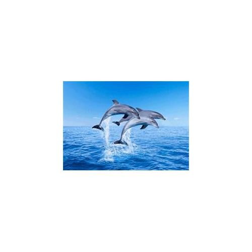 Authentic Cards Dolphin Jumping - Walmart Business Supplies