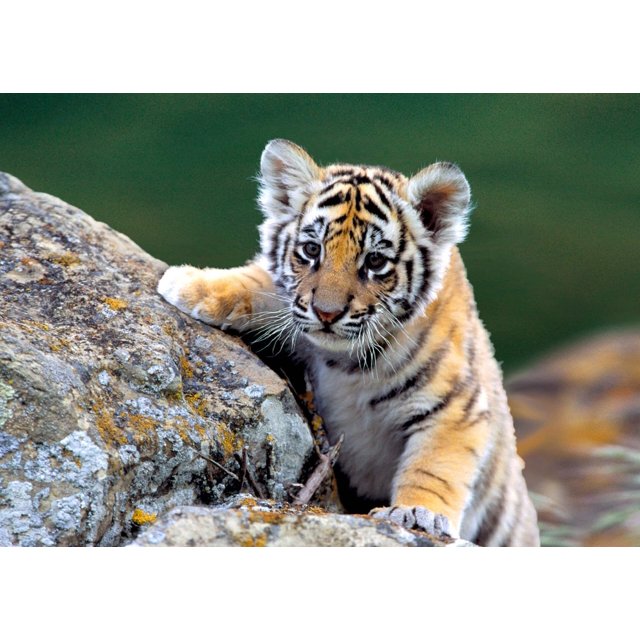 Authentic Cards Tiger Cub - Walmart.com