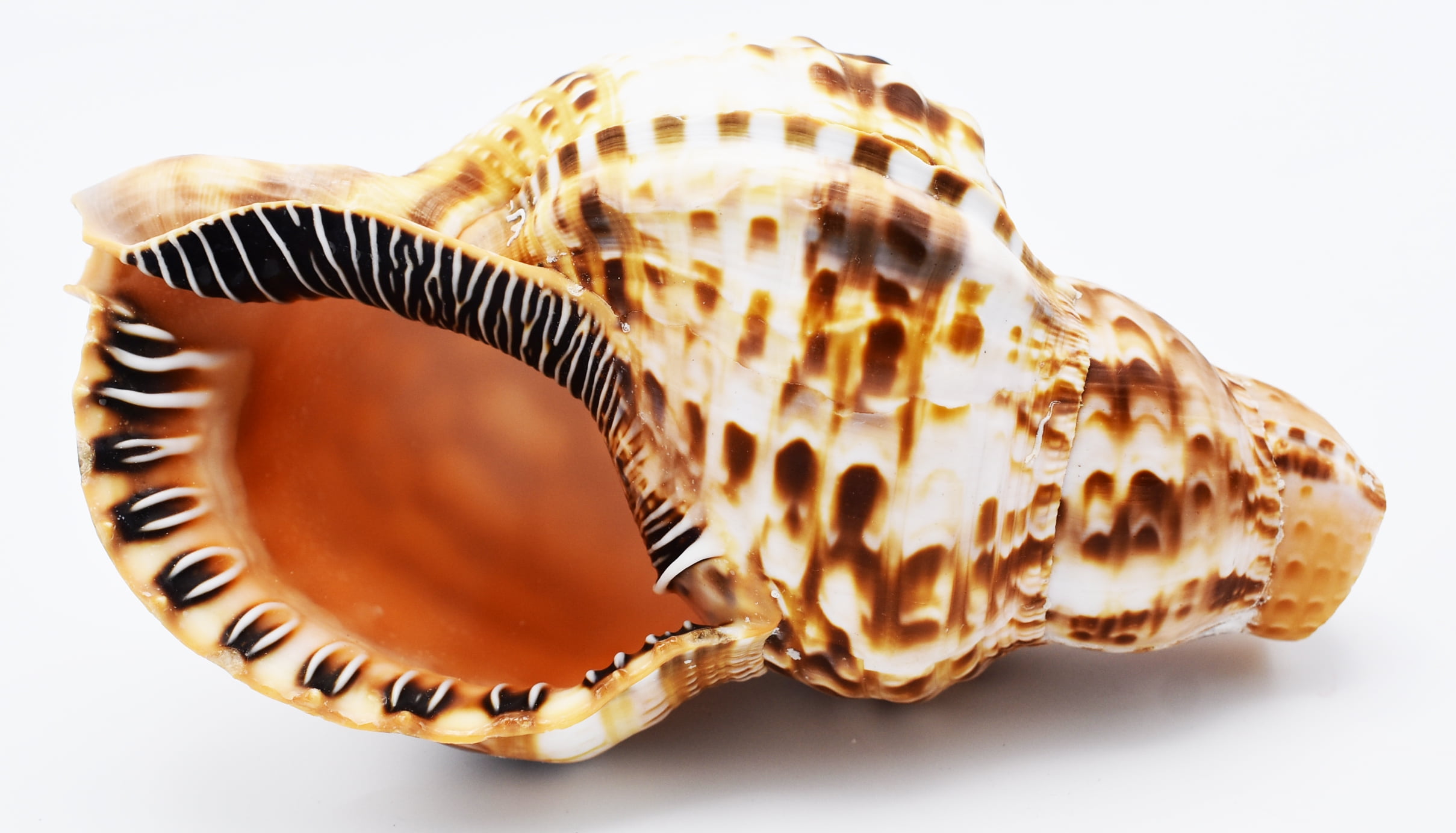 Authentic Large Triton Trumpet Seashell Horn (7-8") for Wedding ...